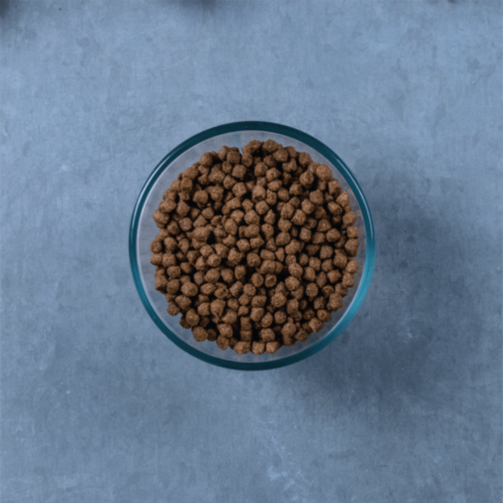 Alimento Seco Para Gato Evolve Grain-Free Kitten Pollo - Puppis