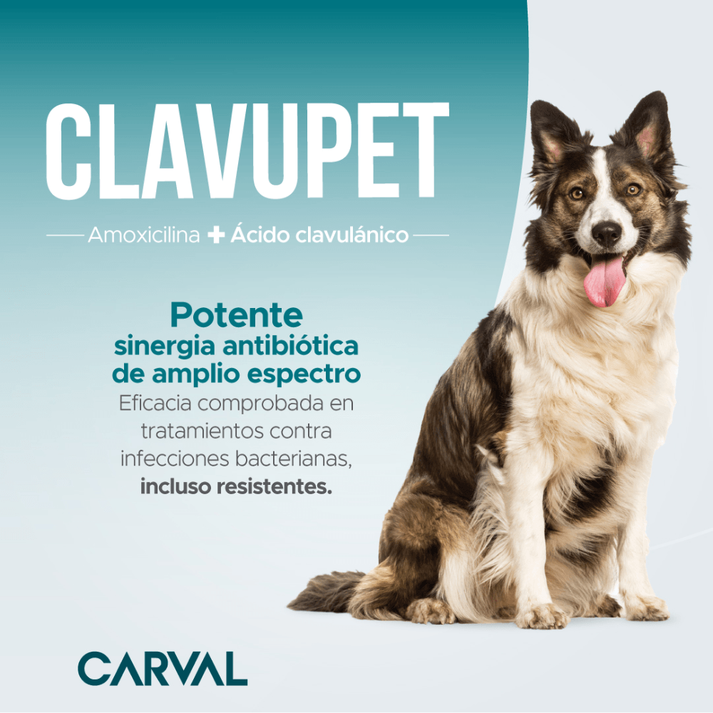 Carval Medicamento Antibiótico Para Mascotas Clavupet - Puppis